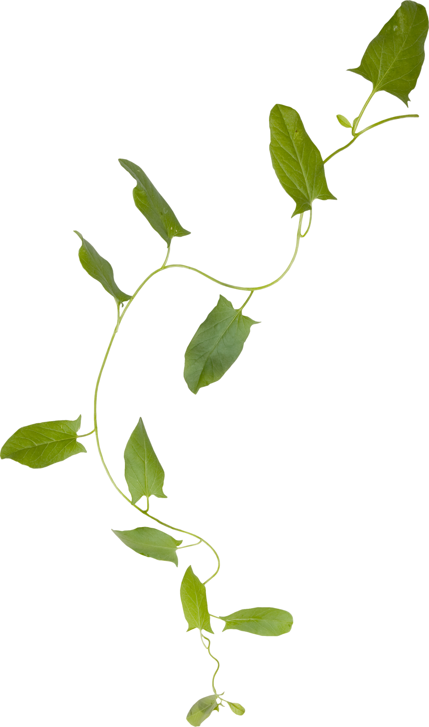 Iced Rose album | Jossie | Fotki.com, photo and video sharing made easy.