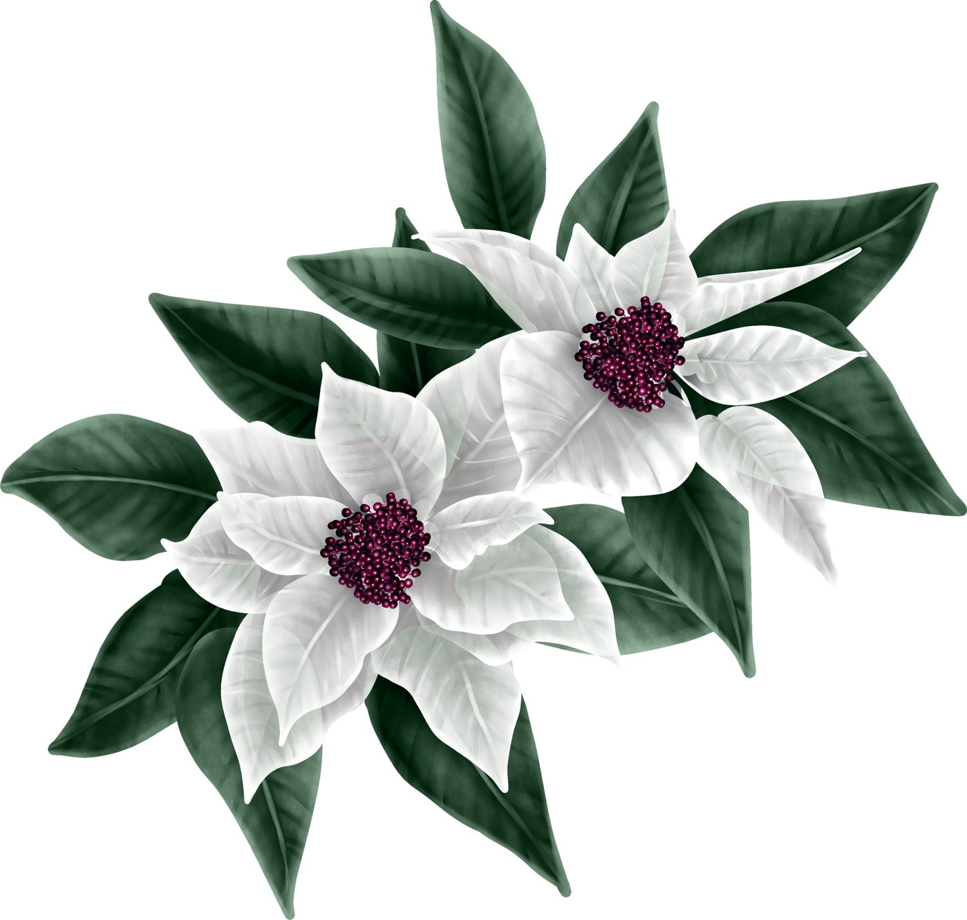 Photo: TP AS WhitePoinesttia 01 | December album | Jossie | Fotki.com ...