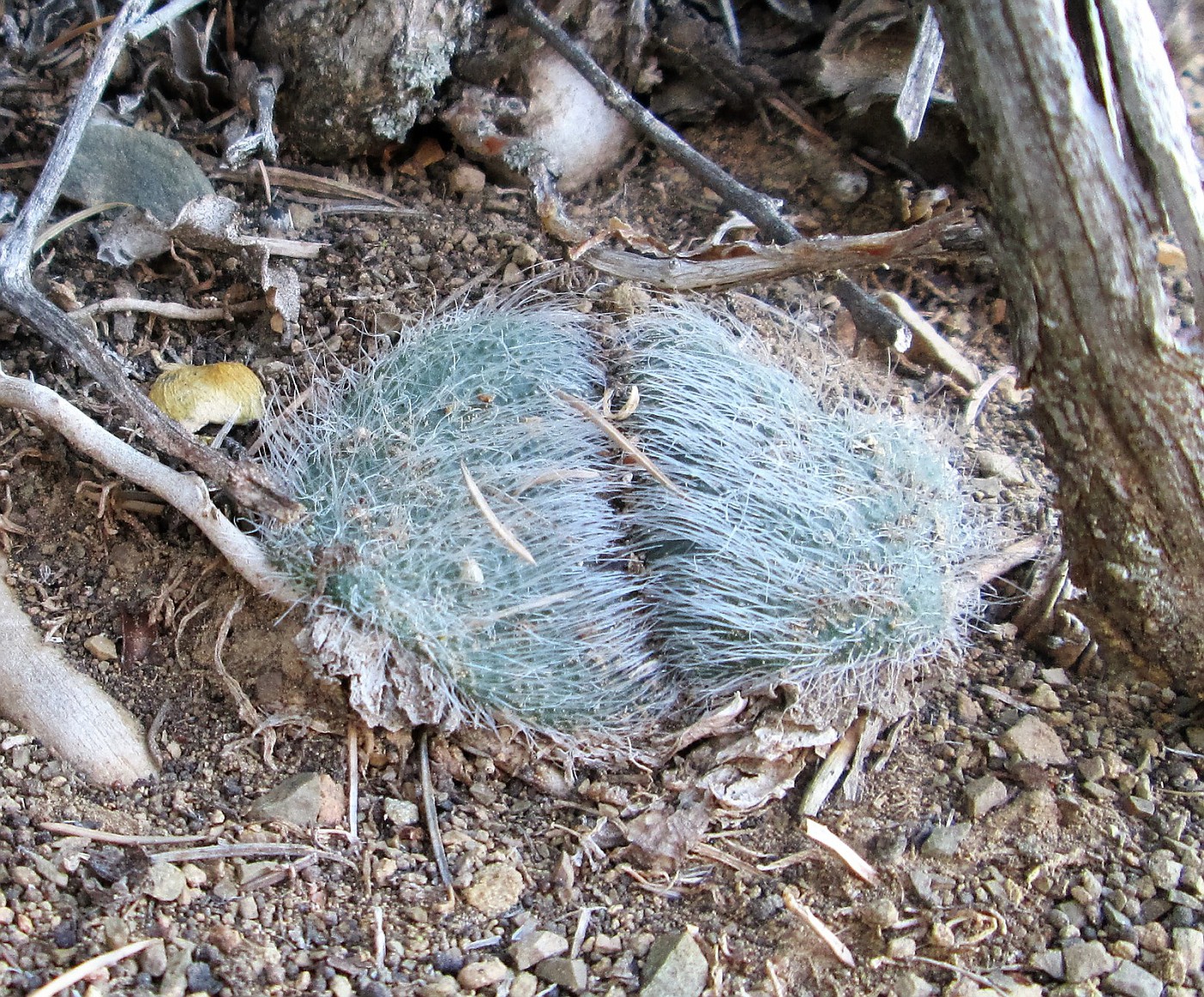 Photo: Beautiful hairy bulbs in habitat - Haemanthus humilis v hirsutus ...
