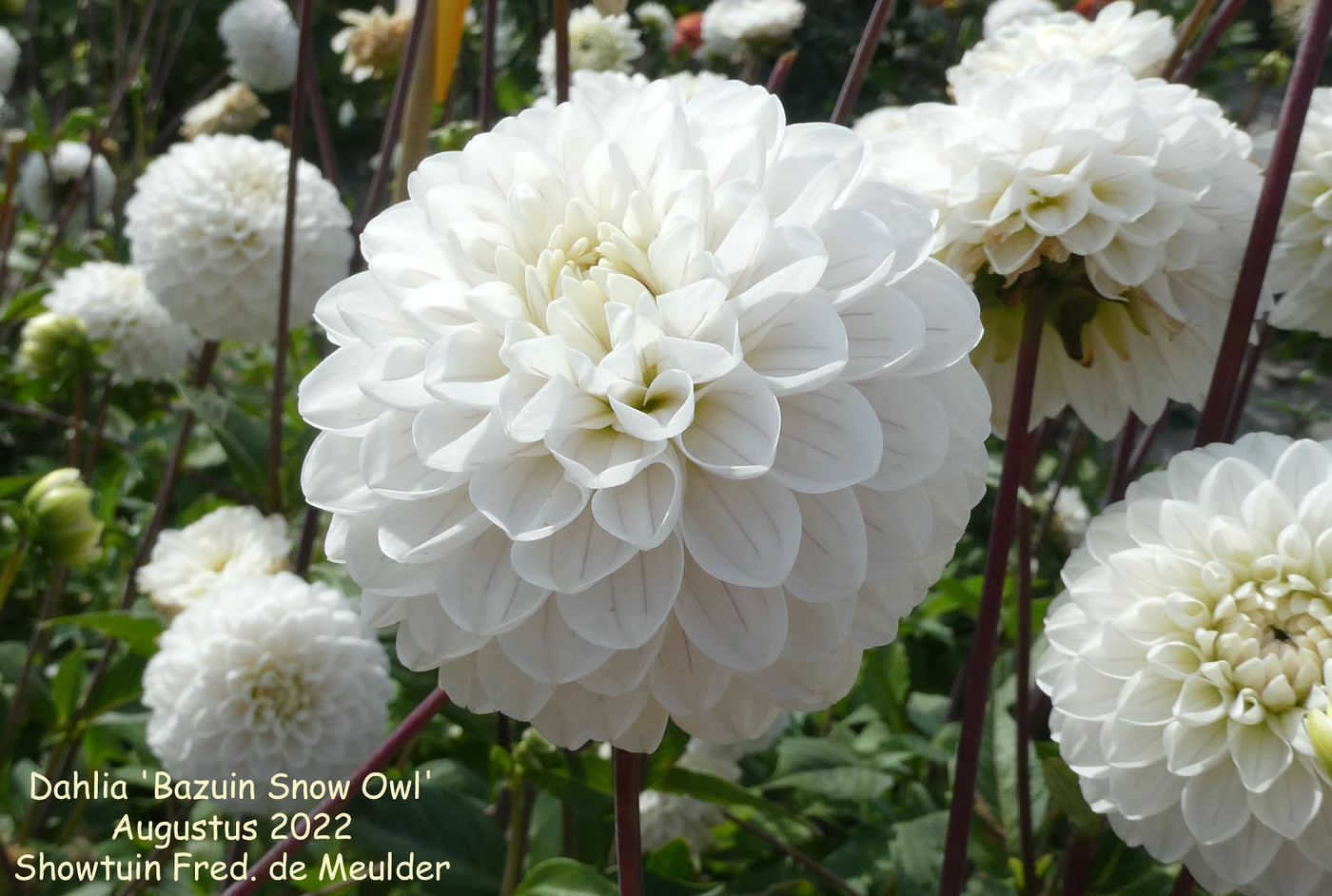 Photo: Dahlia 'Bazuin Snow Owl' | Dahlia (hybrid cultivars) album ...