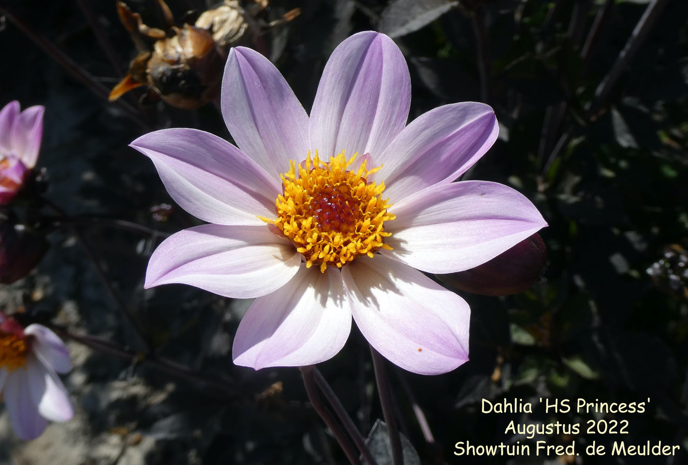 Photo: Dahlia 'HS Princess' | Dahlia (hybrid cultivars) album | Nora Goosen