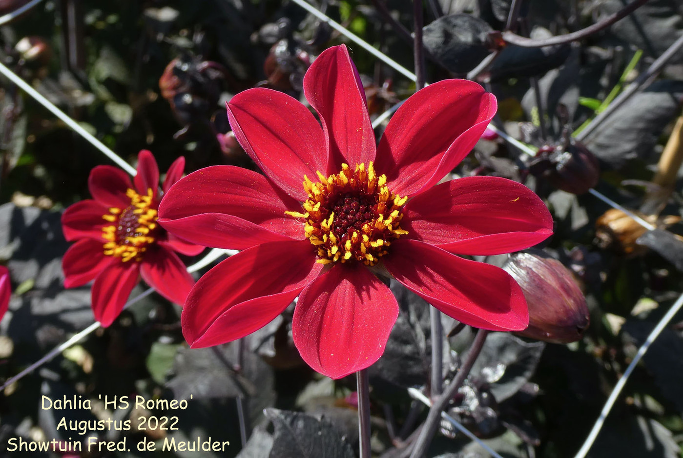 Photo: Dahlia 'HS Romeo' | Dahlia (hybrid cultivars) album | Nora ...