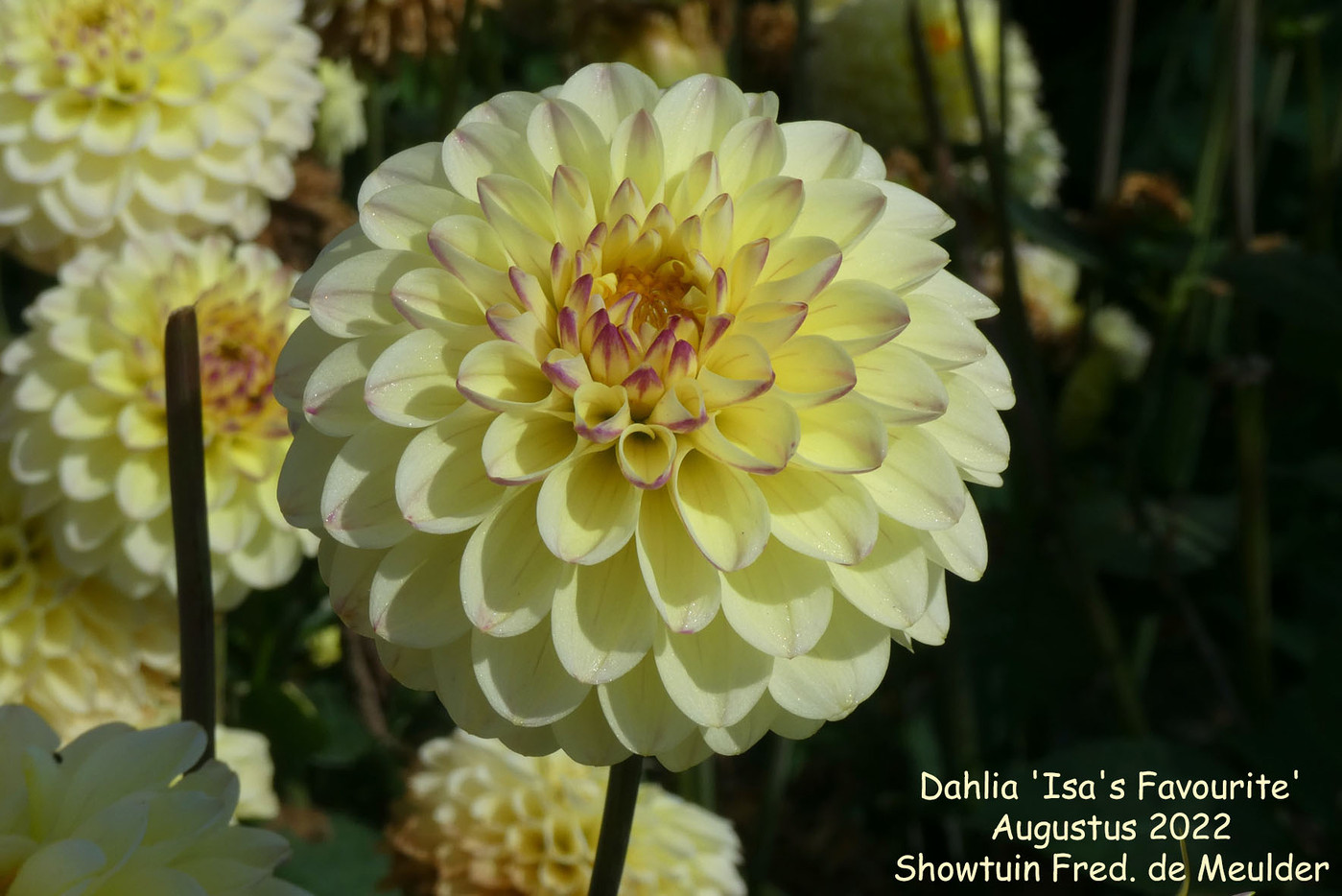 Photo: Dahlia 'Isa's Favourite' | Dahlia (hybrid cultivars) album ...