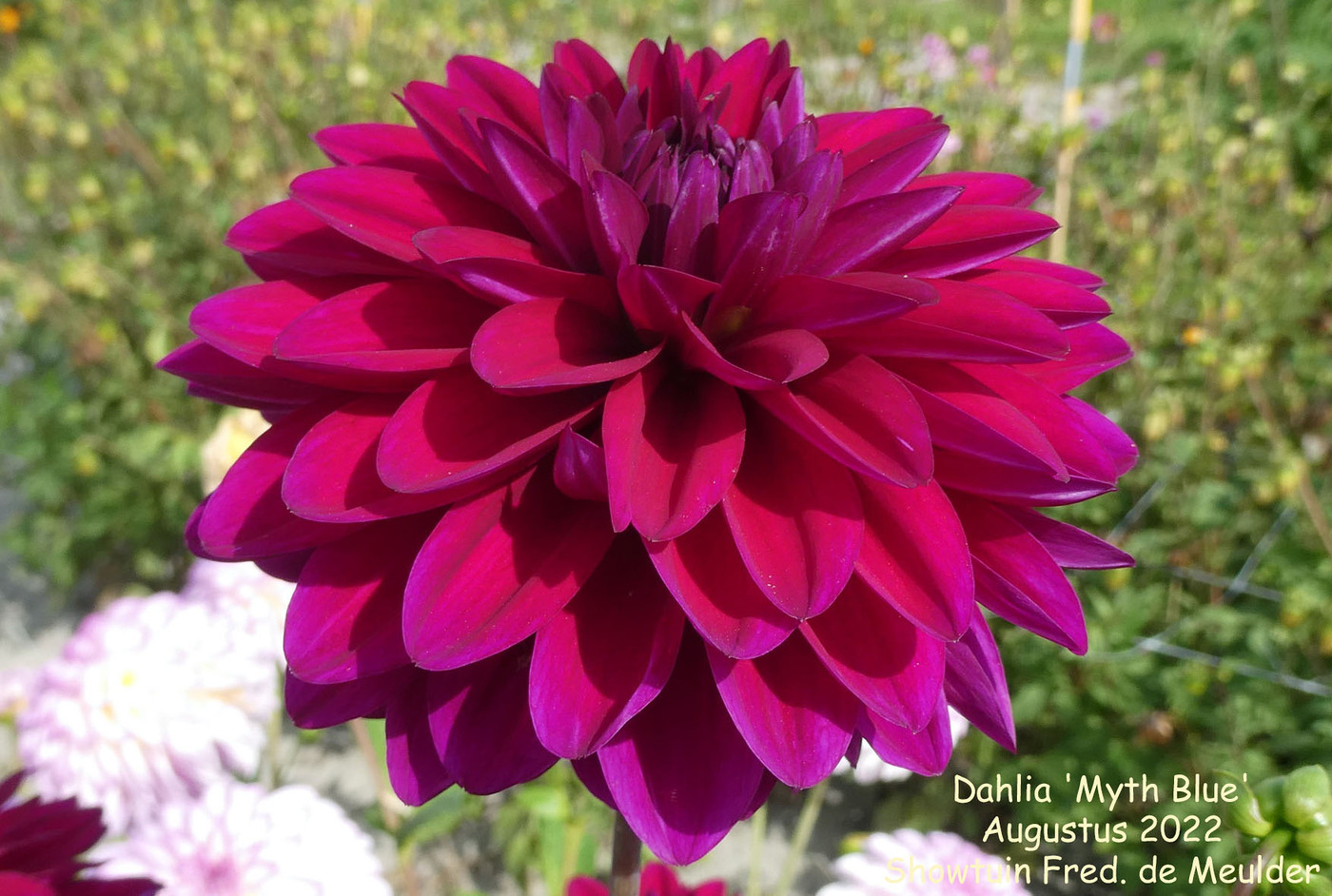 Photo: Dahlia 'Myth Blue' | Dahlia (hybrid cultivars) album | Nora ...
