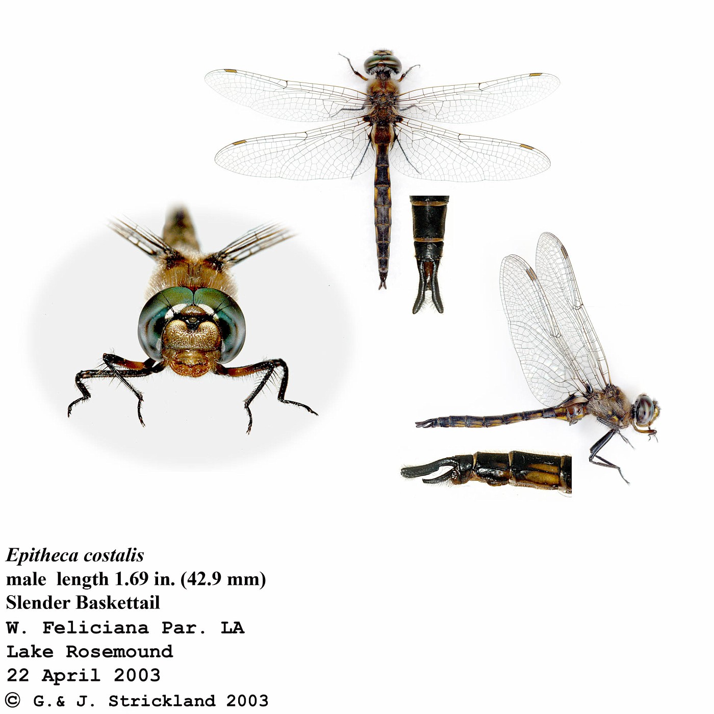 Photo: Epitheca costalis male #2 (Slender Baskettail) | 6. Dragonfly ...