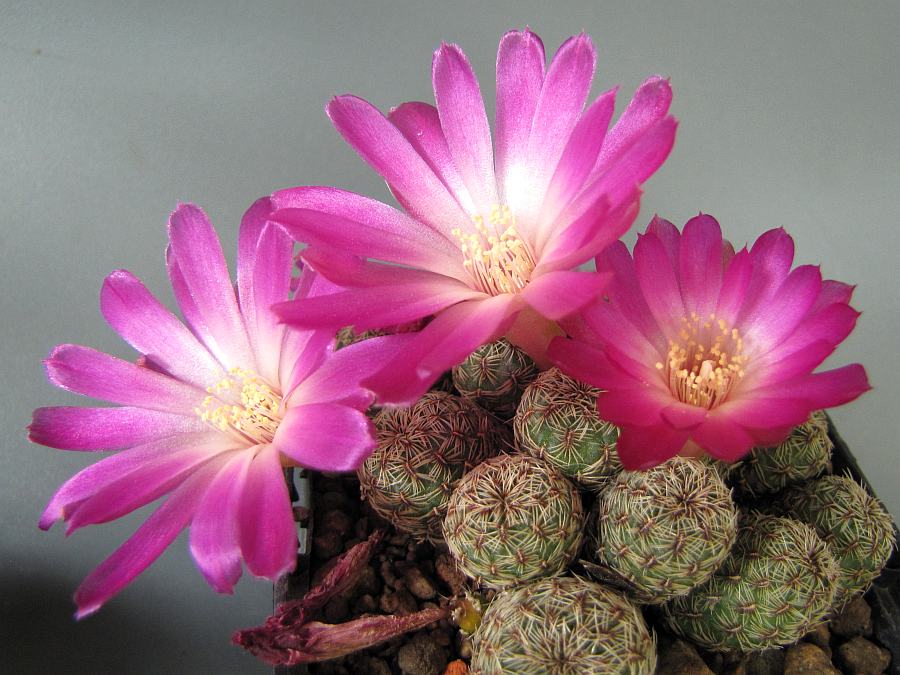 Photo: Sulcorebutia mizquensis WR194 | Kakteen Sulcorebutia album ...