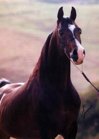 Photo: KHEMOSABI++++// 1967 bay stallion (Amerigo++ x Jurneeka++, by ...