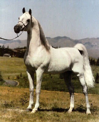 Photo: GAFFIZON++ 1970-1989 grey stallion (Ferzon++ x Gaffi, by Raffi ...