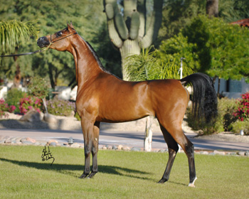 Photo: MARWANA HBV #623416 (Marwan Al Shaqab x 2006 bay mare bred by ...