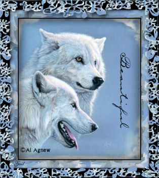 Al Agnew ~arctic-wolves album | fishwidow1 | Fotki.com, photo and video ...