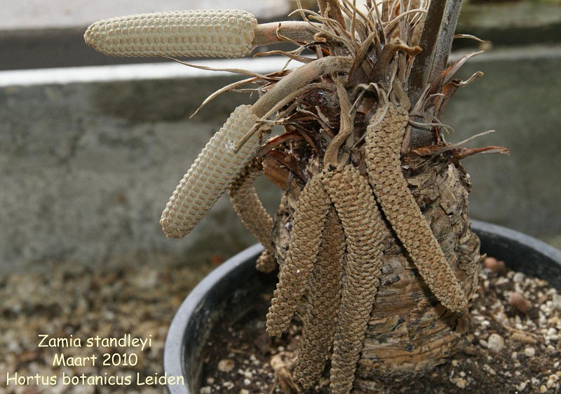 Photo: Zamia standleyi (male) | Zamia album | Nora Goosen | Fotki.com ...