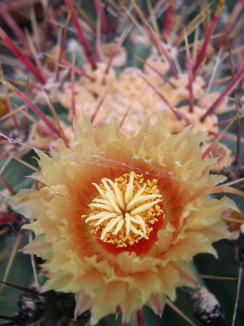 Photo: Ferocactus emoryi ssp. rectispinus | Cactus Echinocactus ...