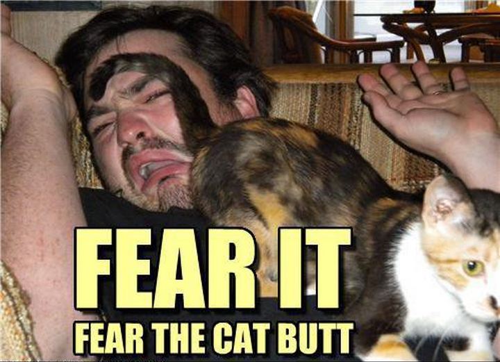 Photo: Fear the cat butt | Various & Sundry album | ooO(PETER)Ooo | Fotki.com, photo and video ...
