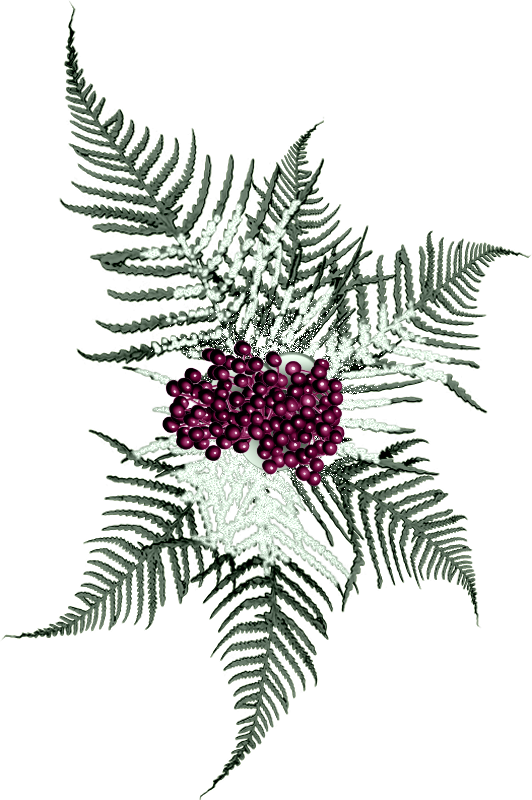 Photo: TP ChristmasFern 02 | December album | Jossie | Fotki.com, photo ...