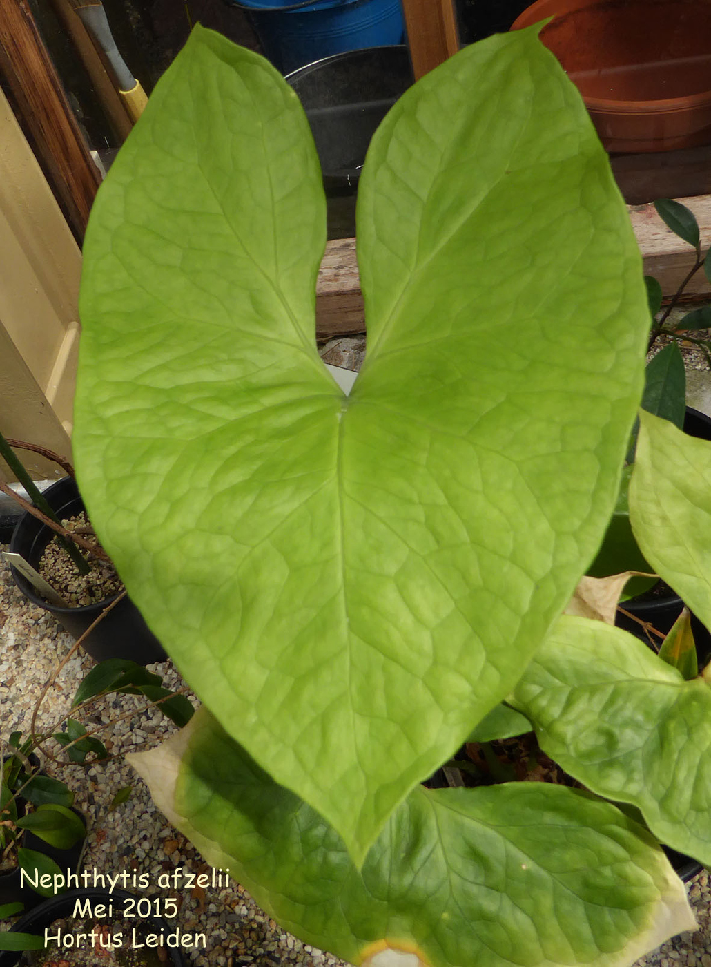 Photo: Nephthytis afzelii | ZZ. Araceae (others) album | Nora Goosen ...