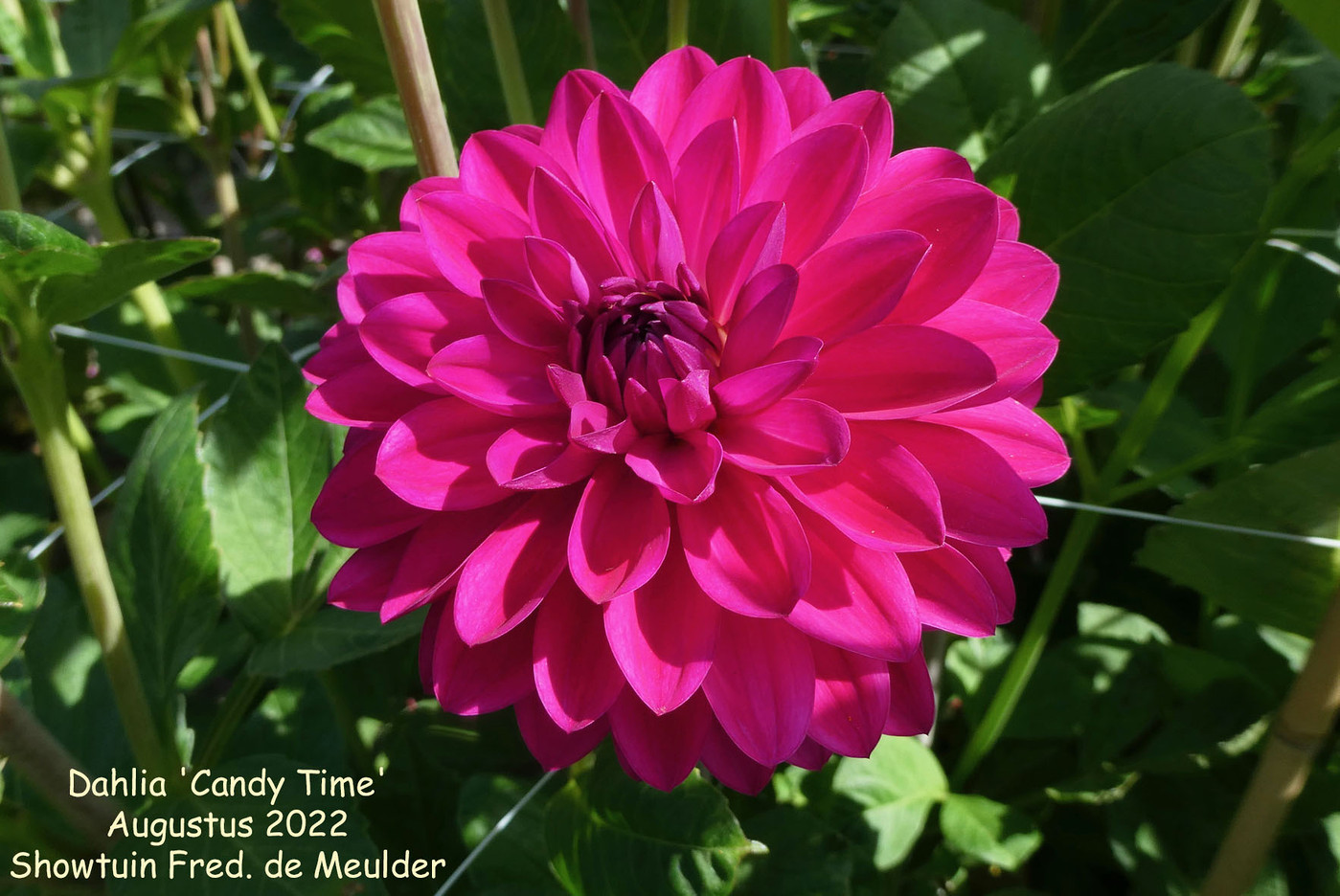Photo: Dahlia 'Candy Time' | Dahlia (hybrid cultivars) album | Nora ...