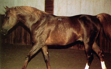 Photo: BALATON (*Menes x Panagia) 1982 chestnut stallion | Arabian ...