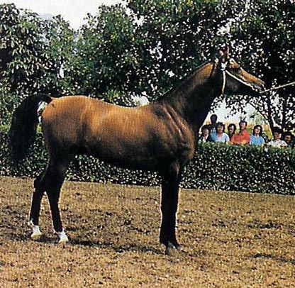 Photo: MENES #309619 (Nabeg x Metropolia, by Priboj) 1977 bay stallion ...