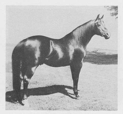 Photo: NITEZ #7447 (*Witez II x Nafa, by *Raseyn) 1952-1974 black ...