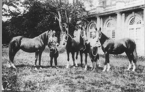 Photo: RIYALA, RYTHMA, NASRA, RISSLA | Arabian Album: Crabbet Arabian ...