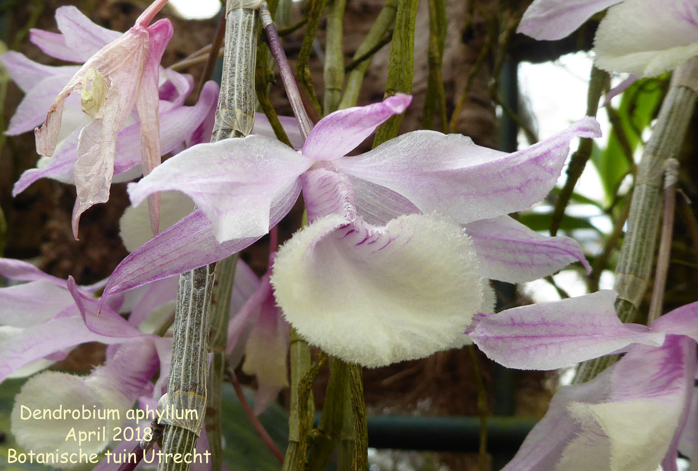 Photo: Dendrobium aphyllum | Dendrobium album | Nora Goosen