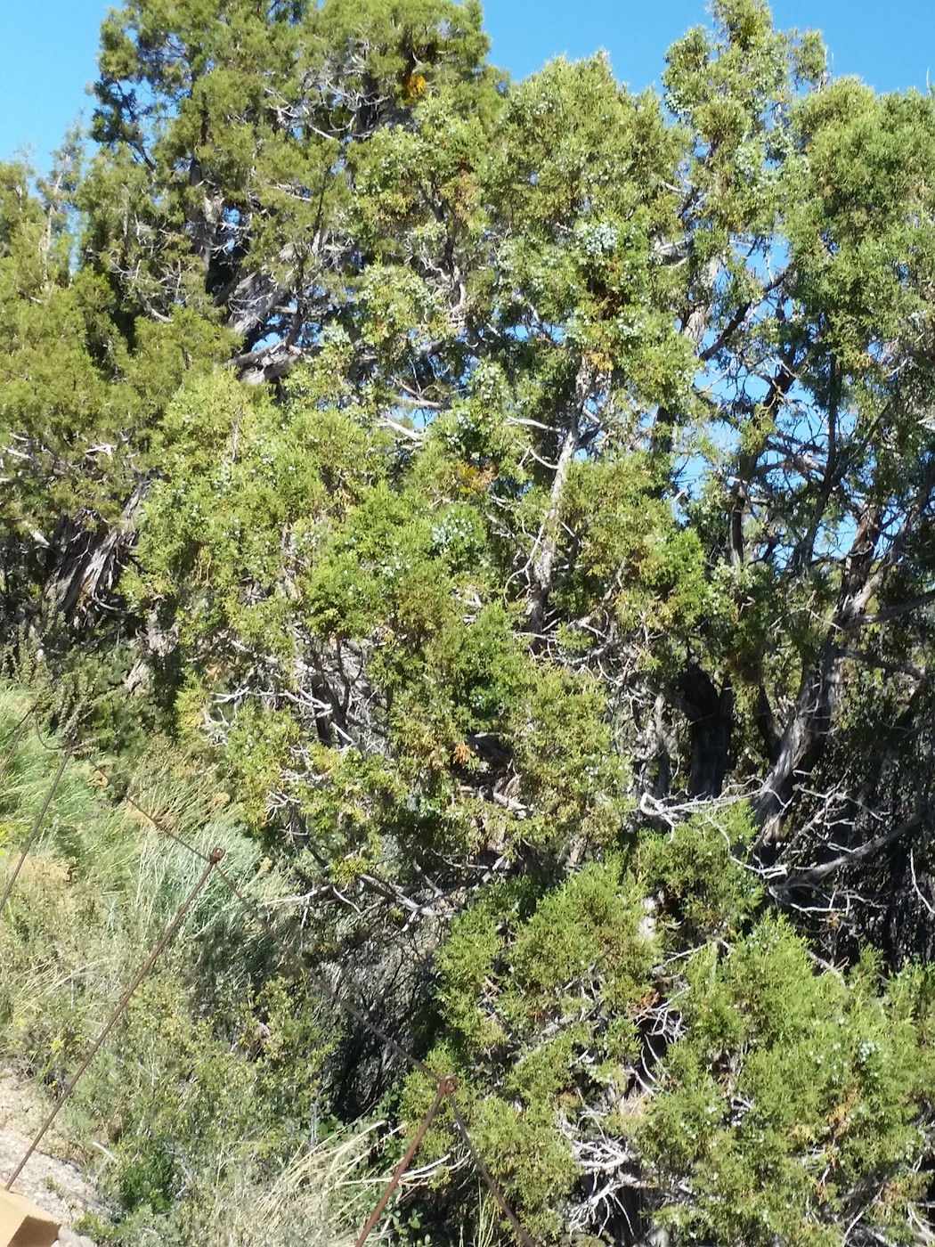 Photo: Pinon Pine Trees along Trails at Mesa Verde National Park ...