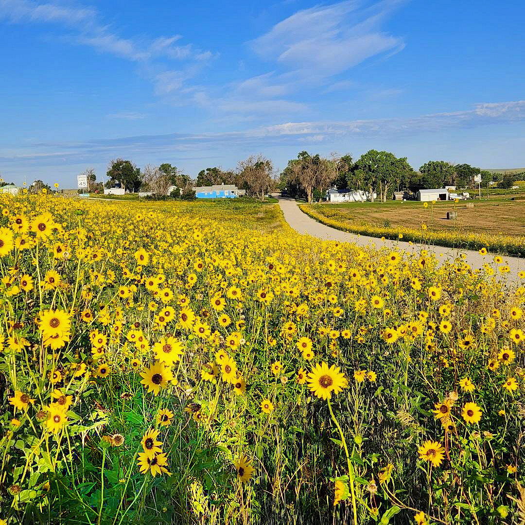 Photo: Weeks of Summer Rain Lead to Wild Sunflowers Seen Along Broadway ...