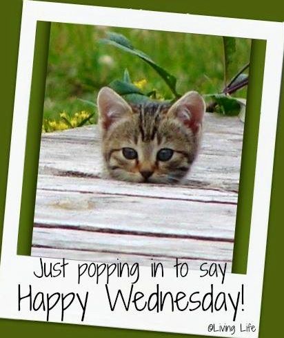 Happy Wednesday Images With Cats
