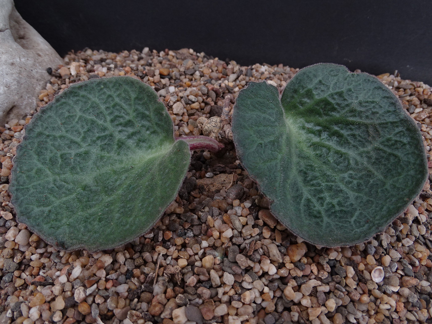 Photo: Tylecodon singularis | Tylecodon. album | Cok Grootscholten ...