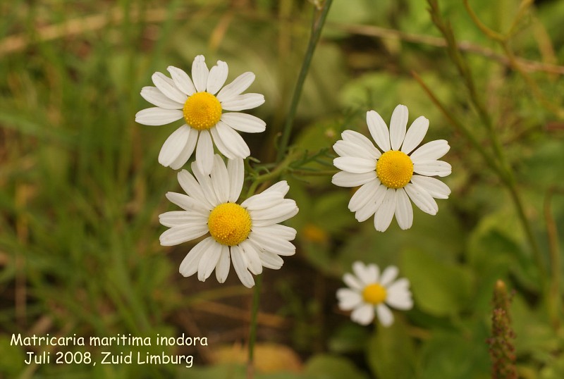 Matricaria Maritima PlantFiles Pictures: Scentless Mayweed