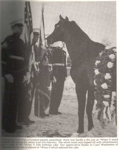 Arabian Horse: *Witez II album | Hypoint | Fotki.com, photo and video ...